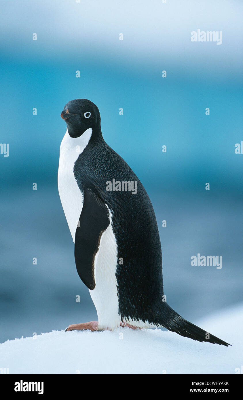 Penguin on snow Stock Photo - Alamy