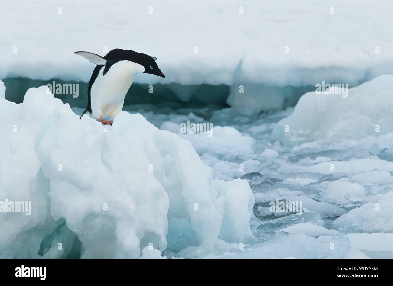 Penguin on iceberg Stock Photo - Alamy