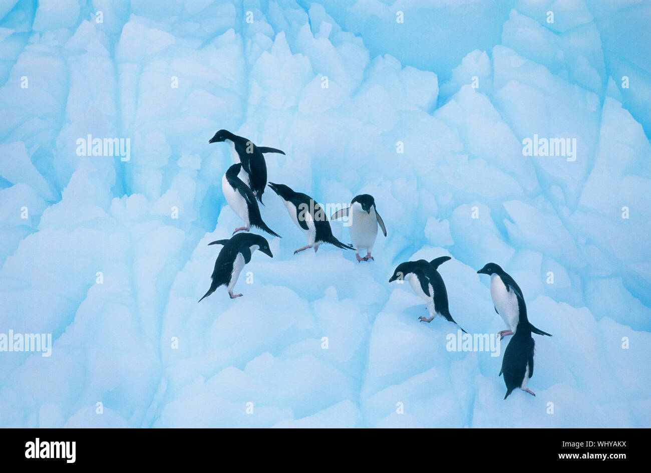 Penguins climbing iceberg hi-res stock photography and images - Alamy