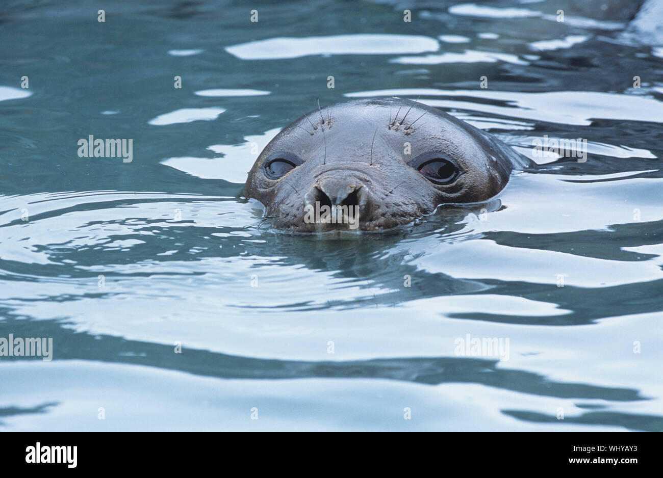 Seals head in water Stock Photo - Alamy