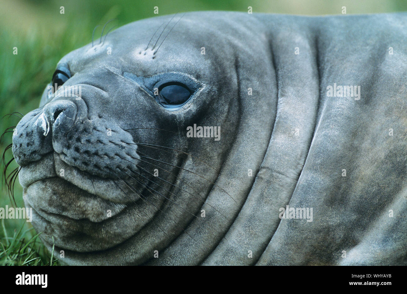 Seals head in water Stock Photo - Alamy