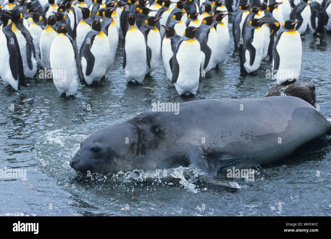 Seal lying beside Penguin colony Stock Photo - Alamy