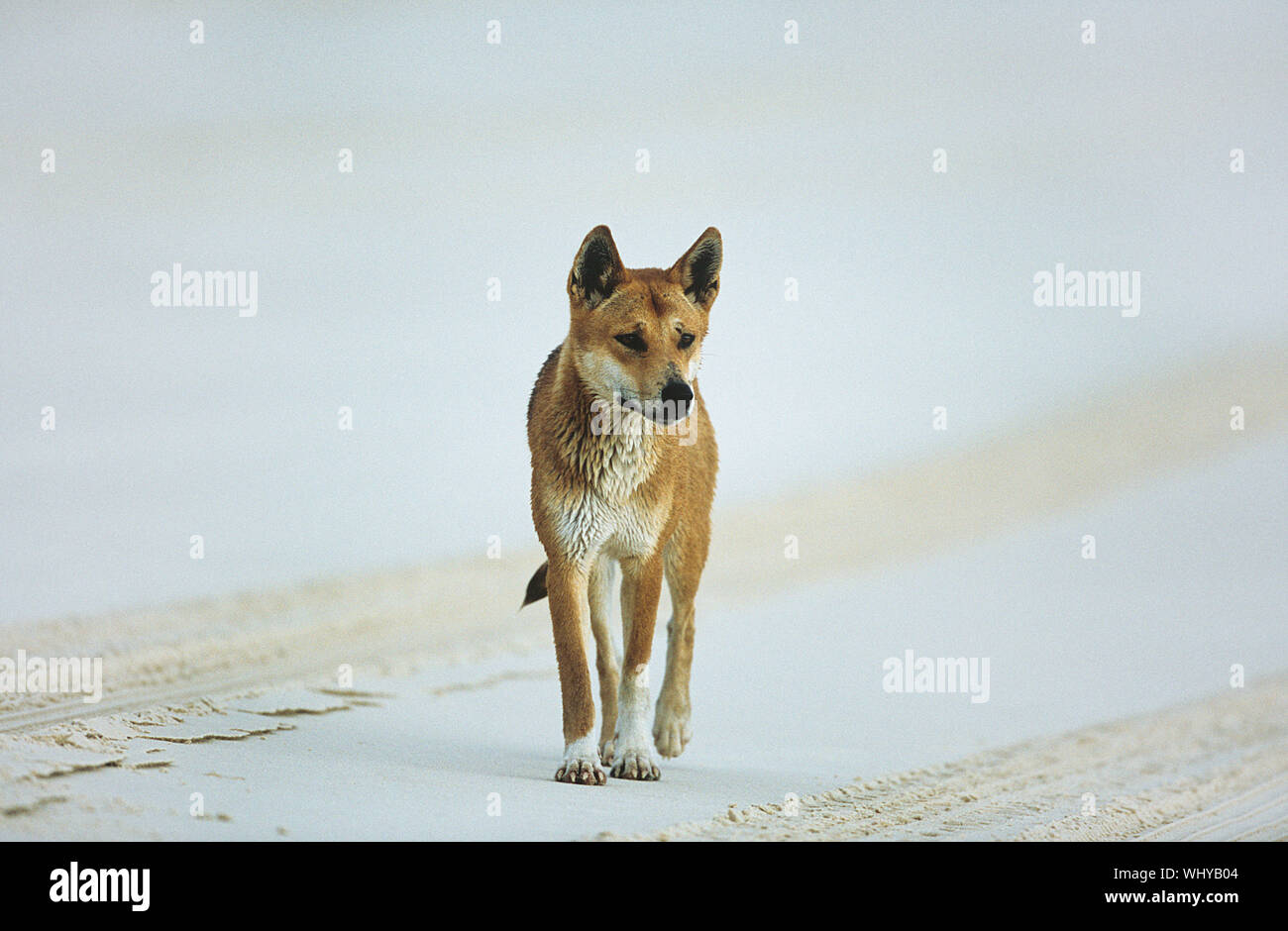 Australian Dingo on beach Stock Photo - Alamy