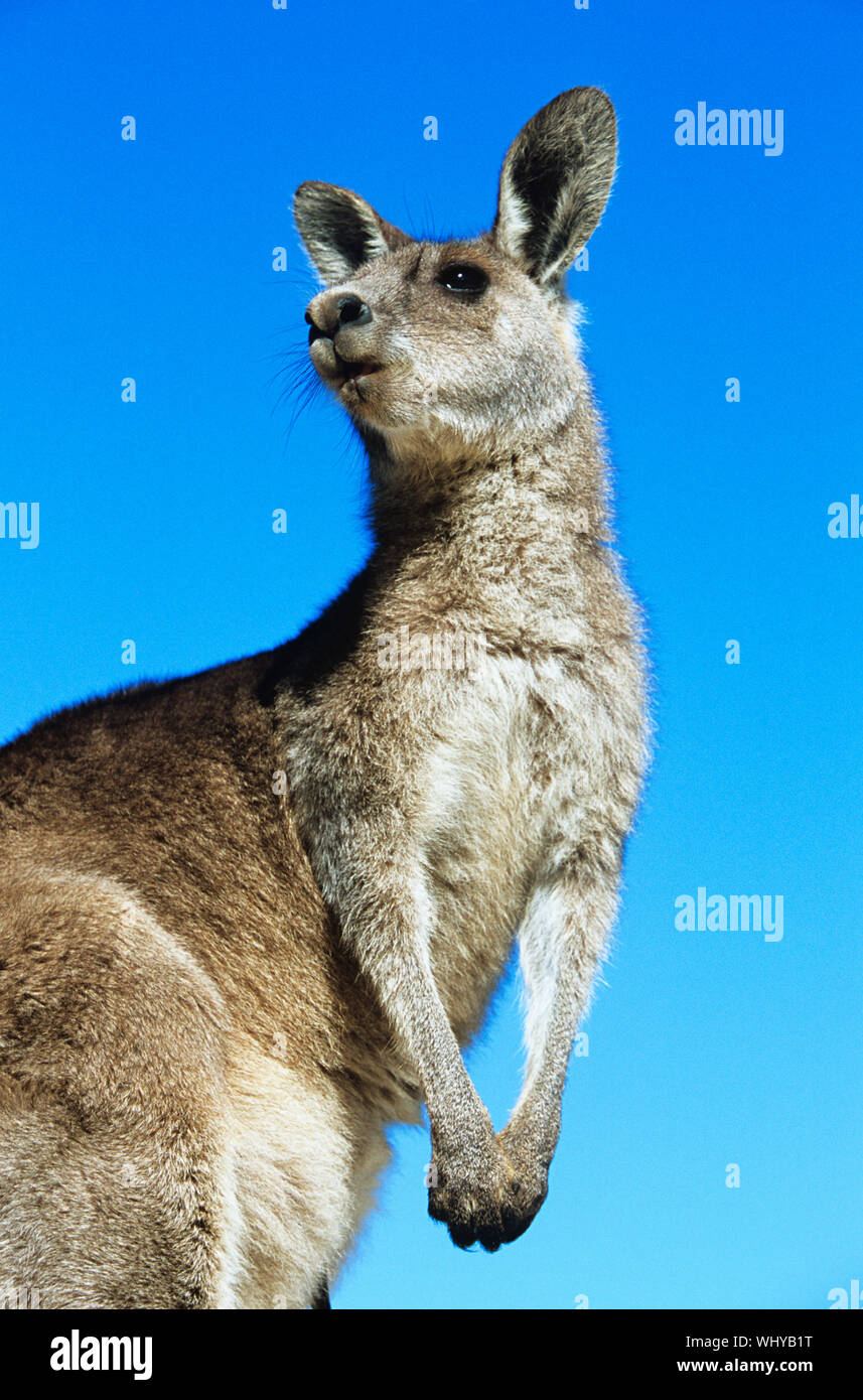 Kangaroo against blue sky Stock Photo - Alamy