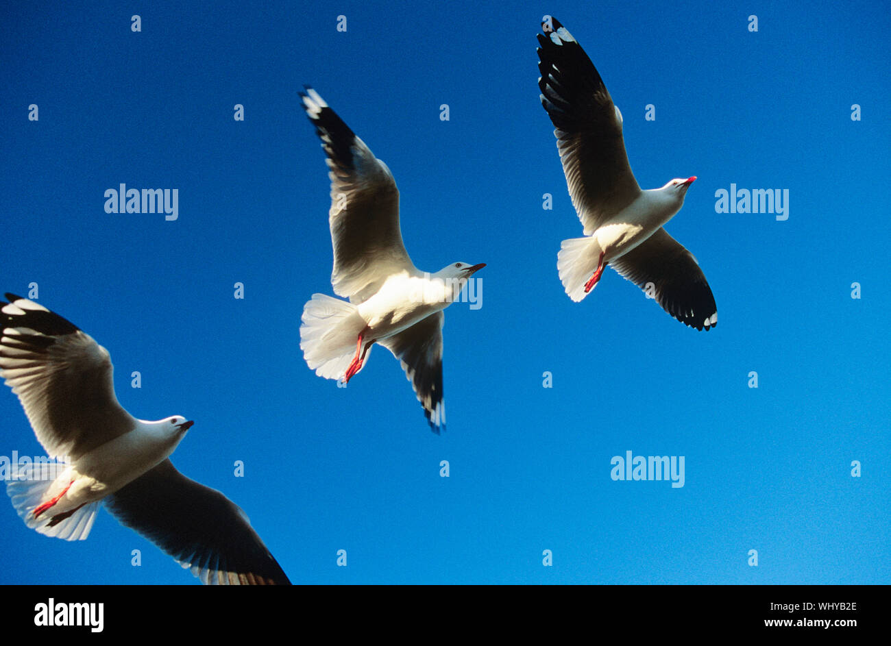 Birds in a row flying in a clear sky hi-res stock photography and ...