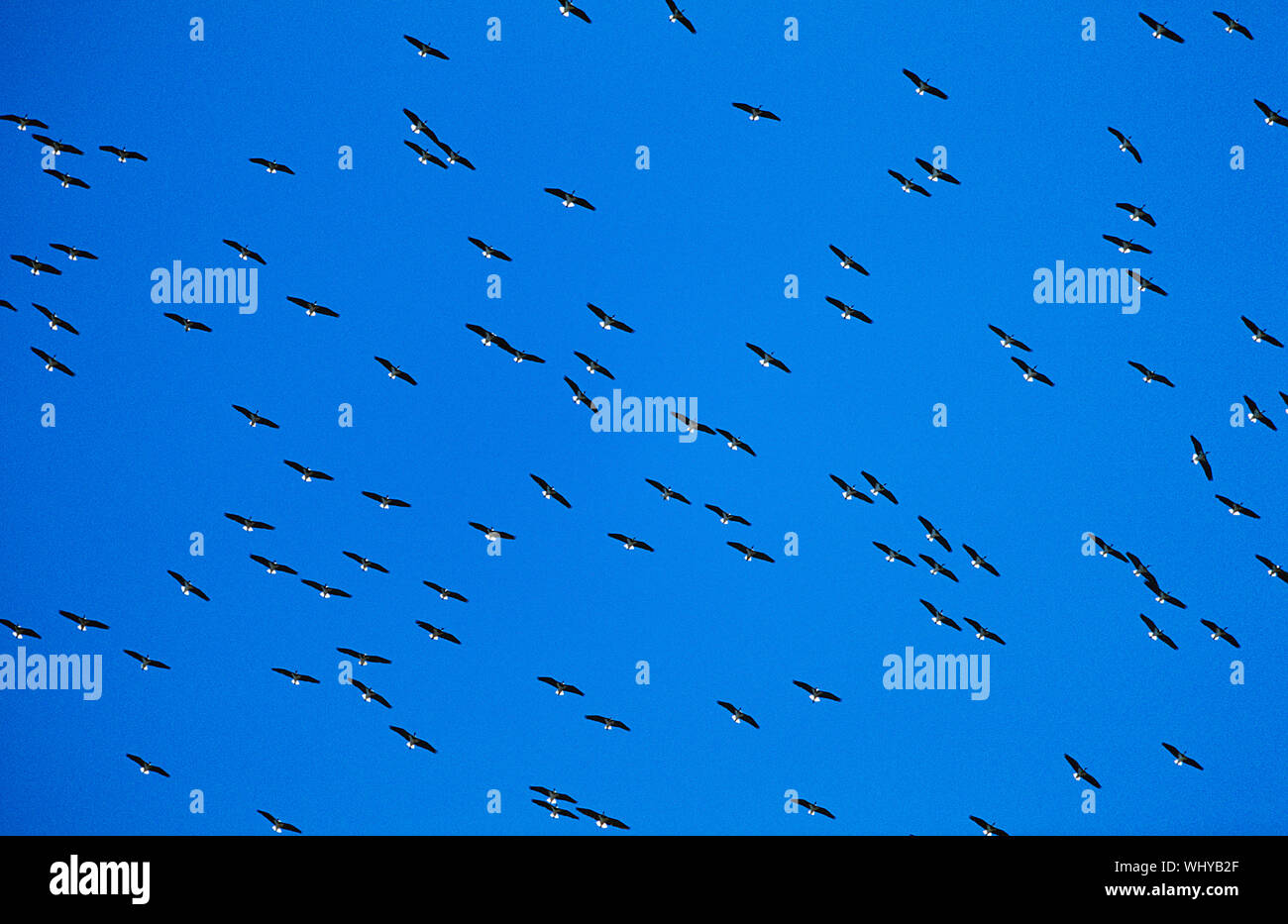 Birds in a row flying in a clear sky hi-res stock photography and ...