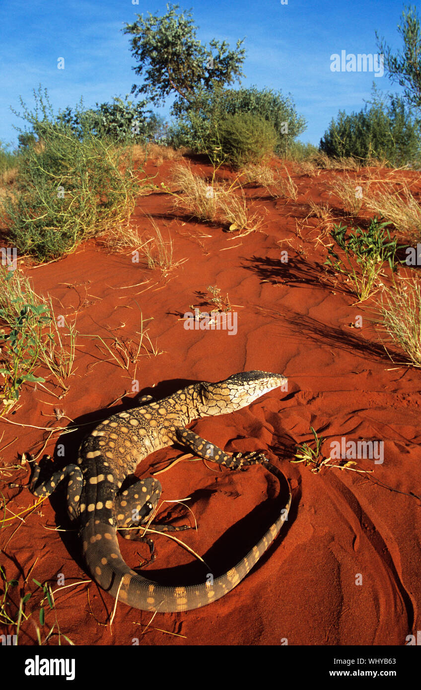 Goanna in desert Stock Photo - Alamy