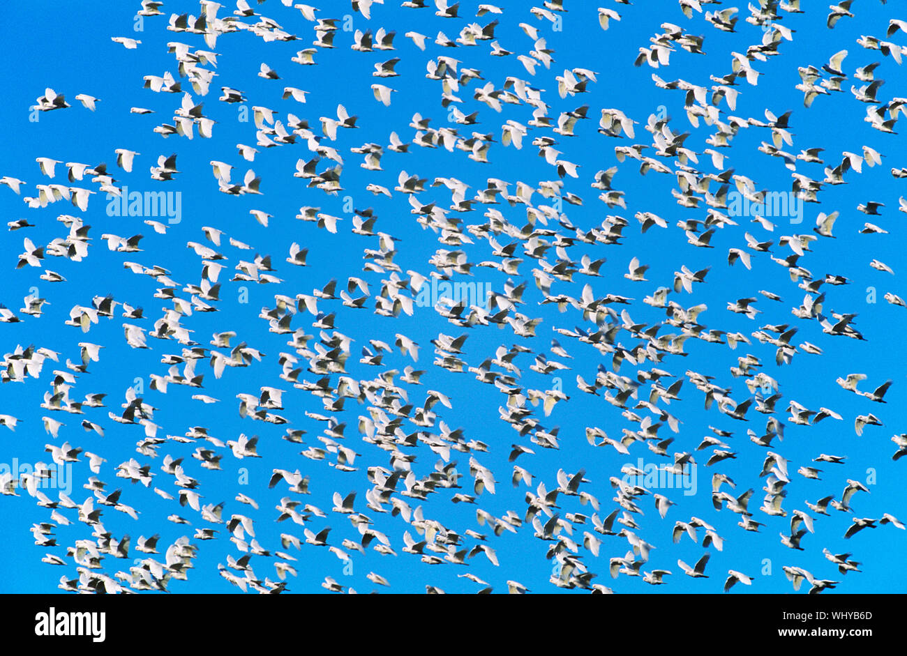 Flock of migrating birds Stock Photo - Alamy
