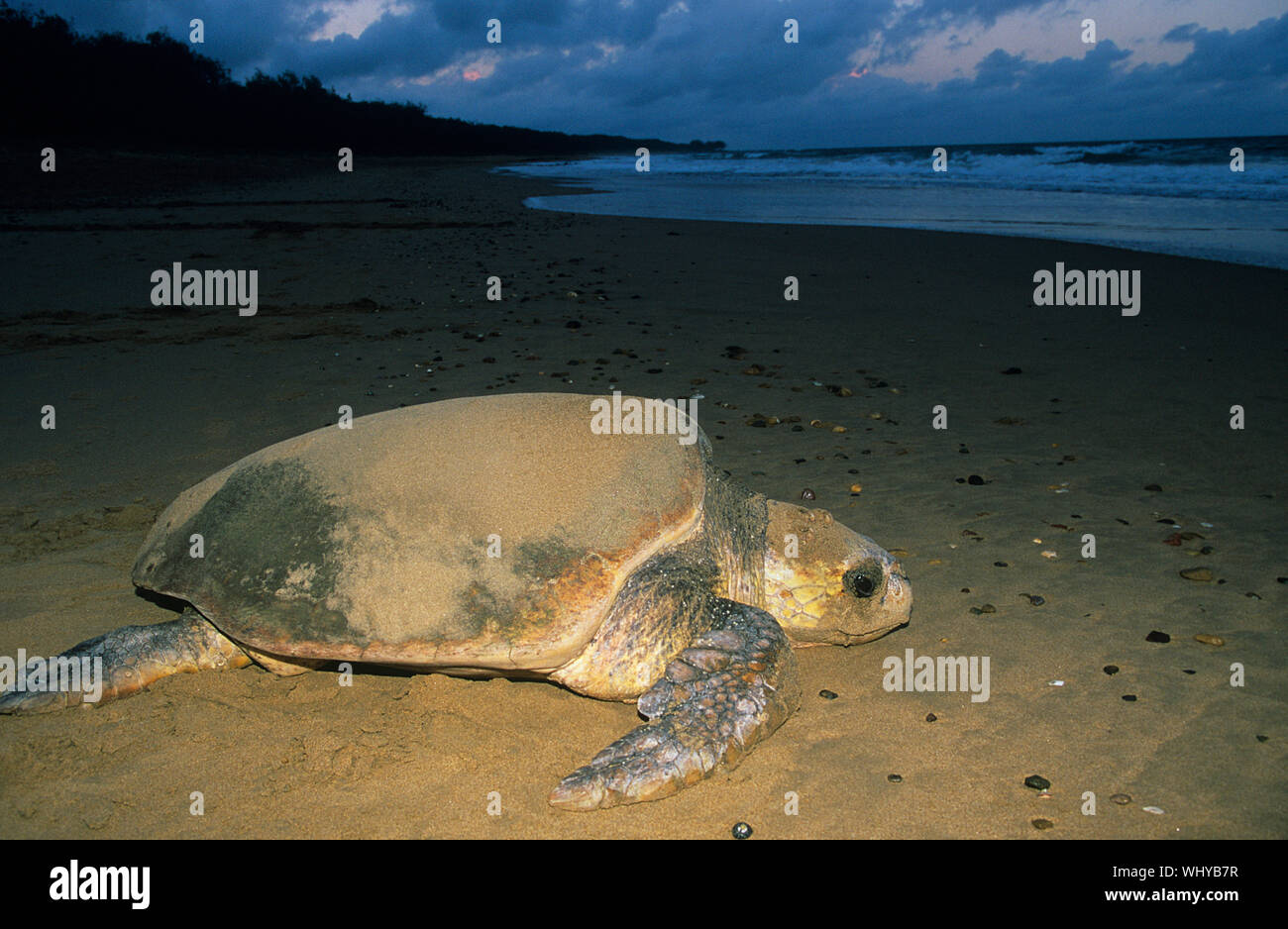 Leatherback sea turtle close up hi-res stock photography and images - Alamy