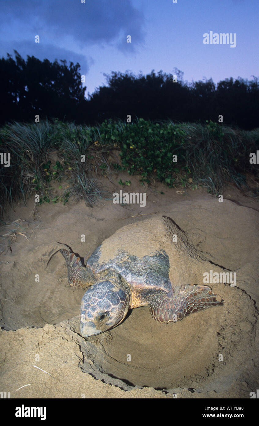 Leatherback Turtle nesting on beach Stock Photo - Alamy