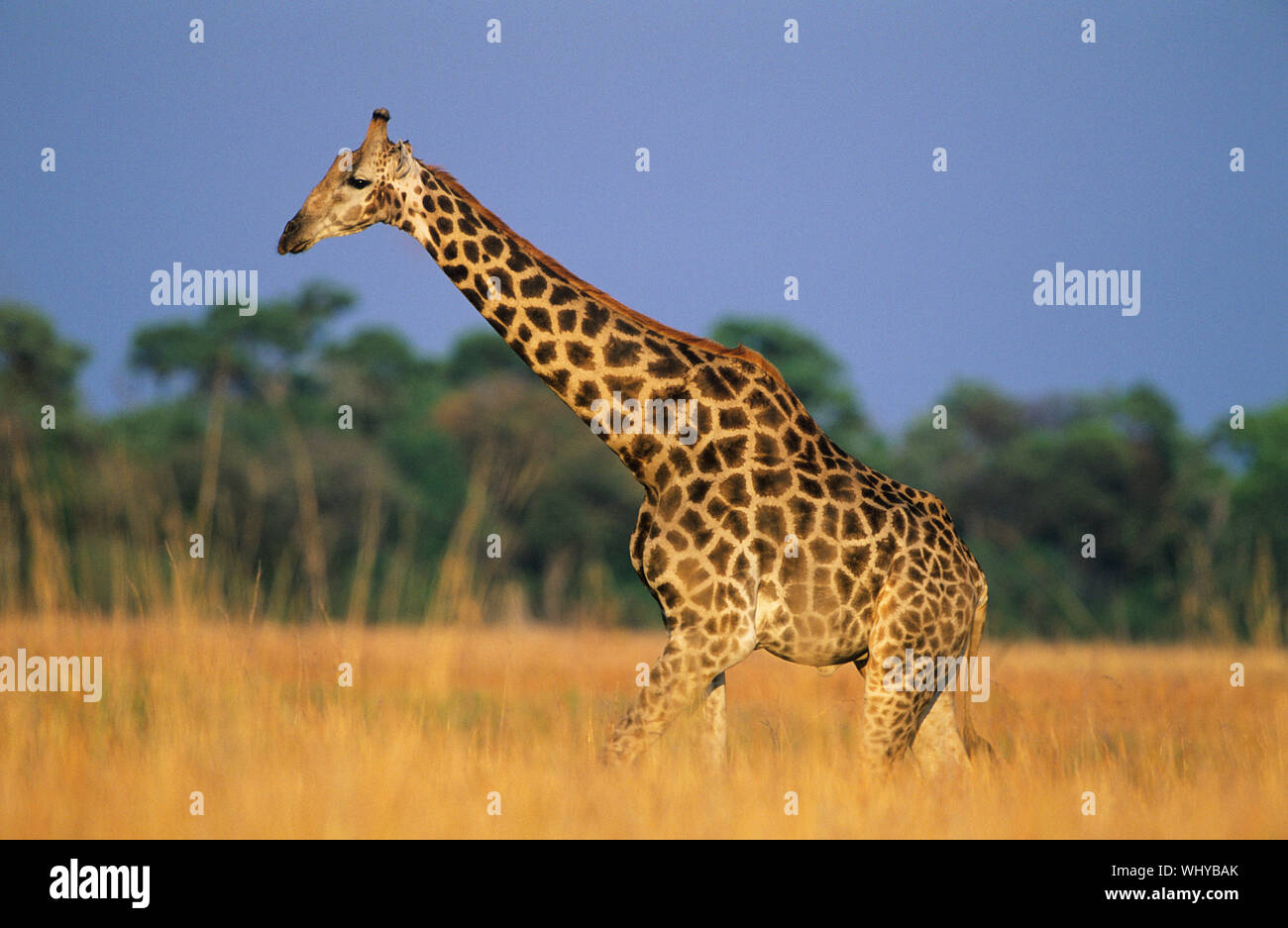 Giraffa camelopardalus hi-res stock photography and images - Alamy