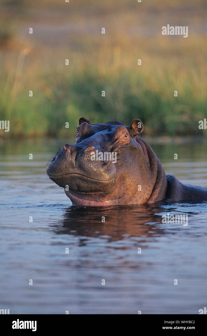 Hippopotamus (Hippopotamus Amphibius) bathing in waterhole Stock Photo ...