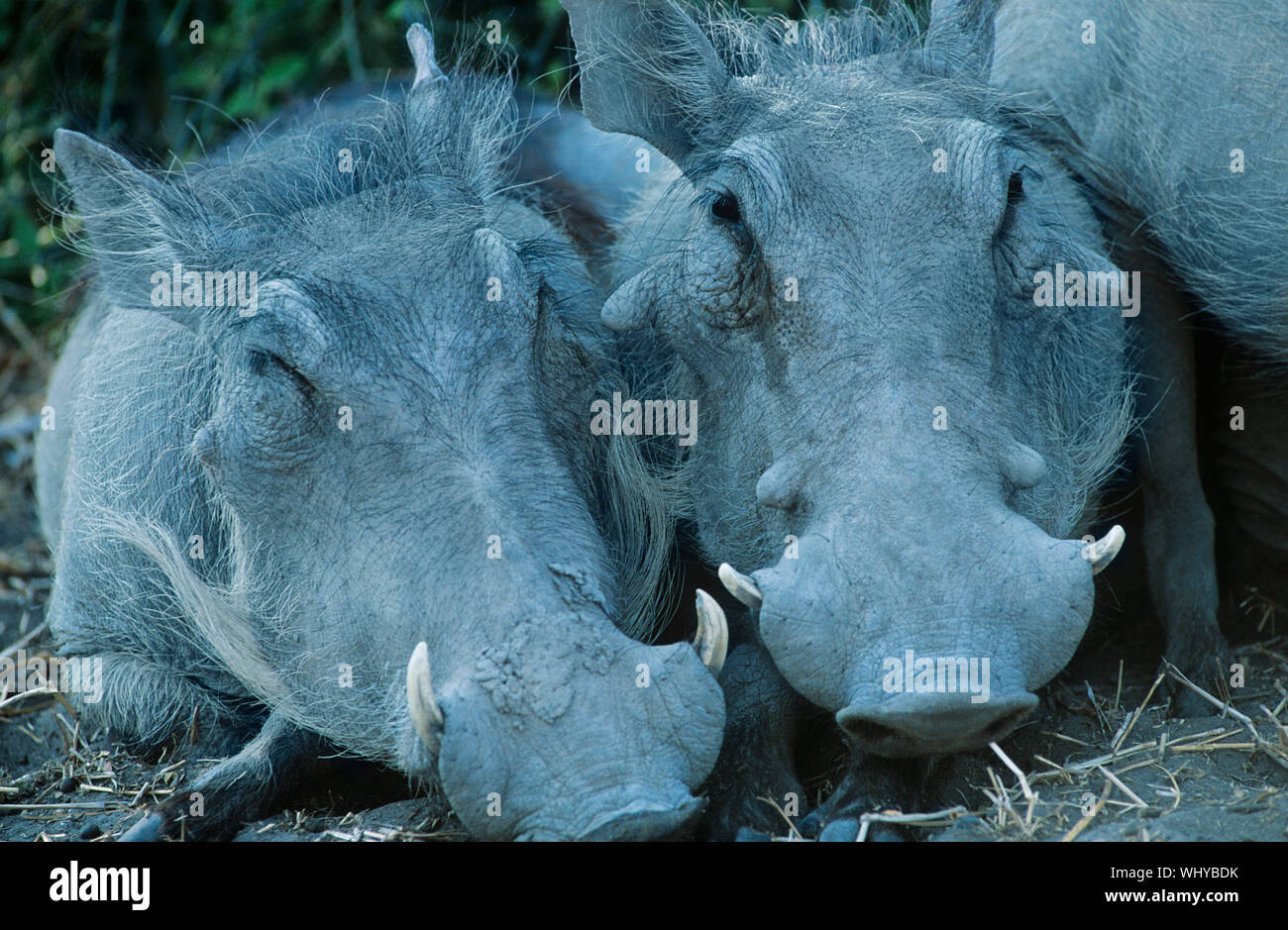Two Warthogs side by side close-up Stock Photo - Alamy