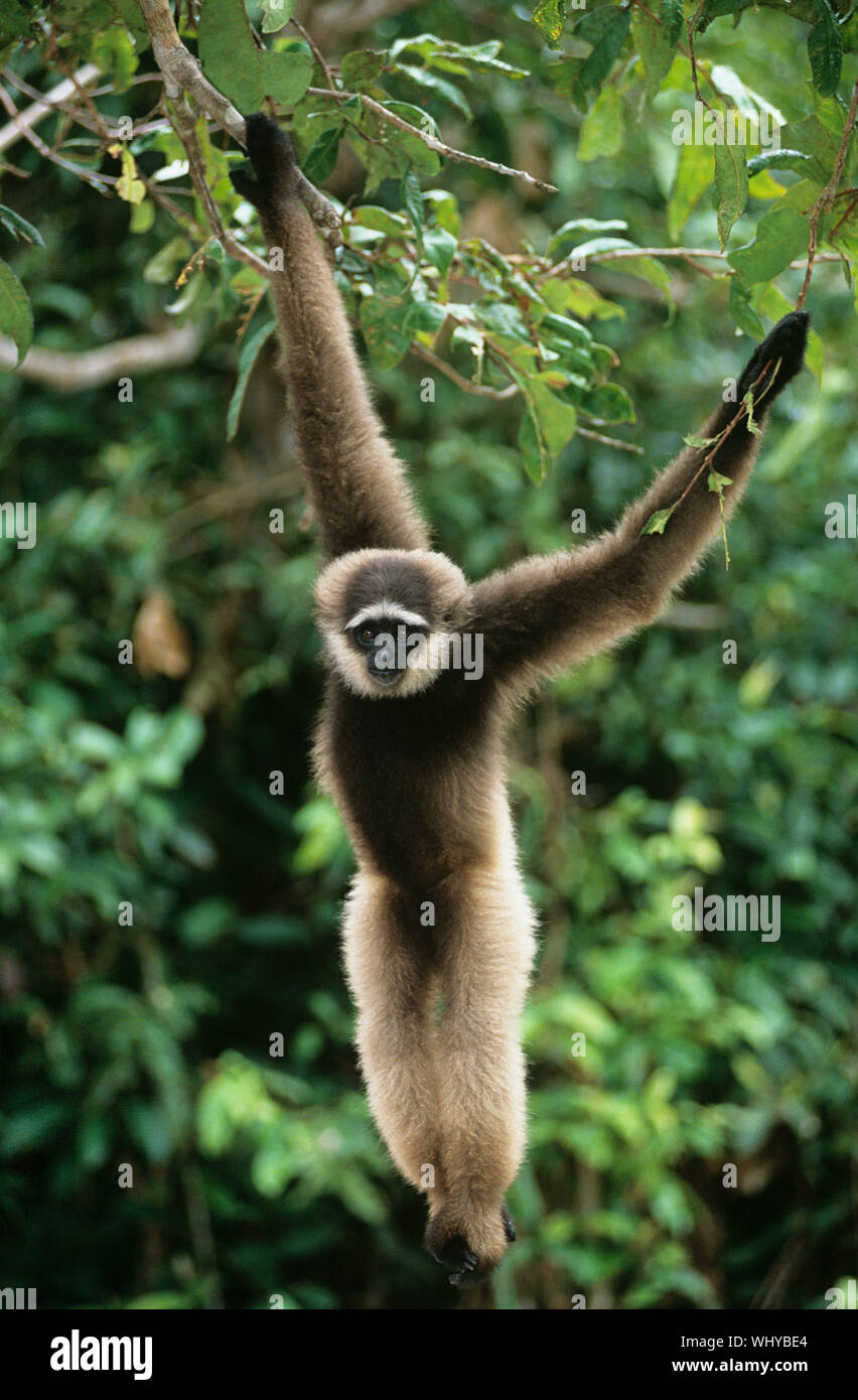 Monkey hanging from branch swinging hi-res stock photography and images ...