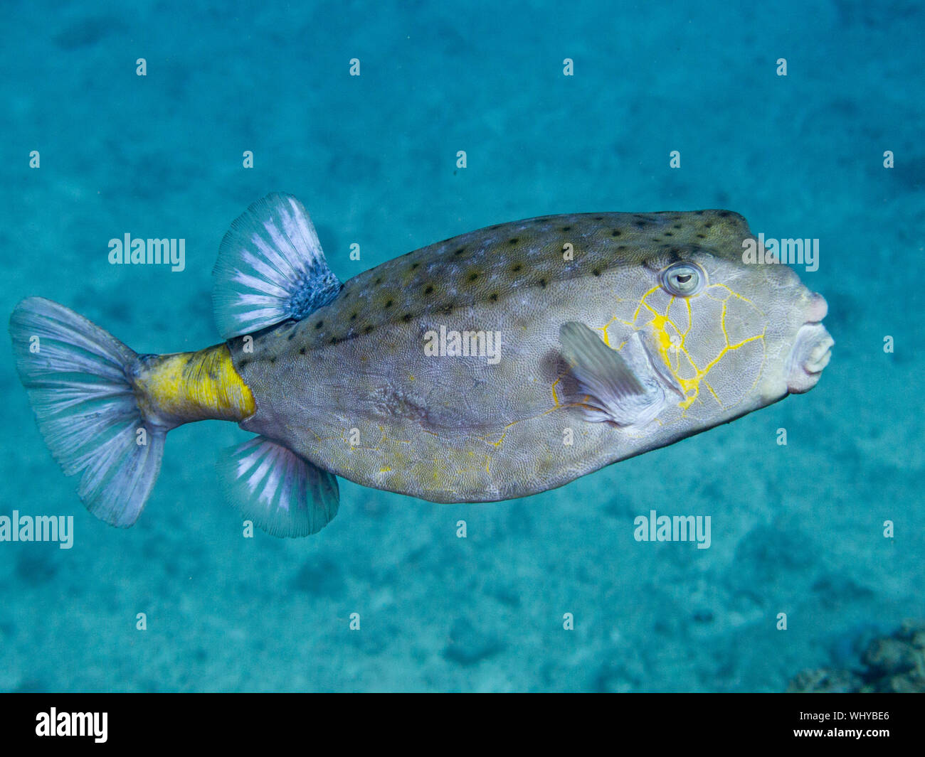 Boxfish hi-res stock photography and images - Alamy