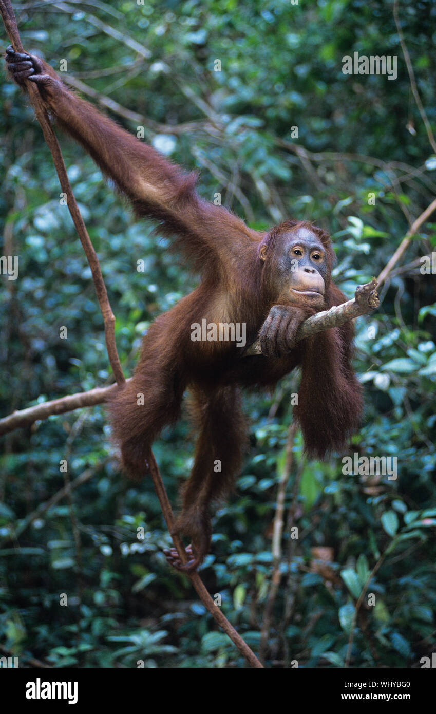 Orangutan hanging in trees Stock Photo - Alamy
