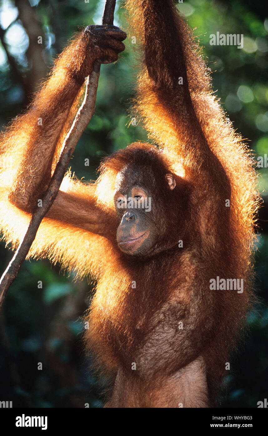 Orangutan hanging in trees Stock Photo - Alamy