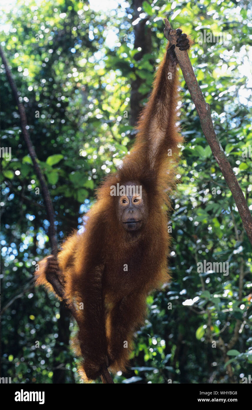 Orangutan hanging in trees Stock Photo - Alamy