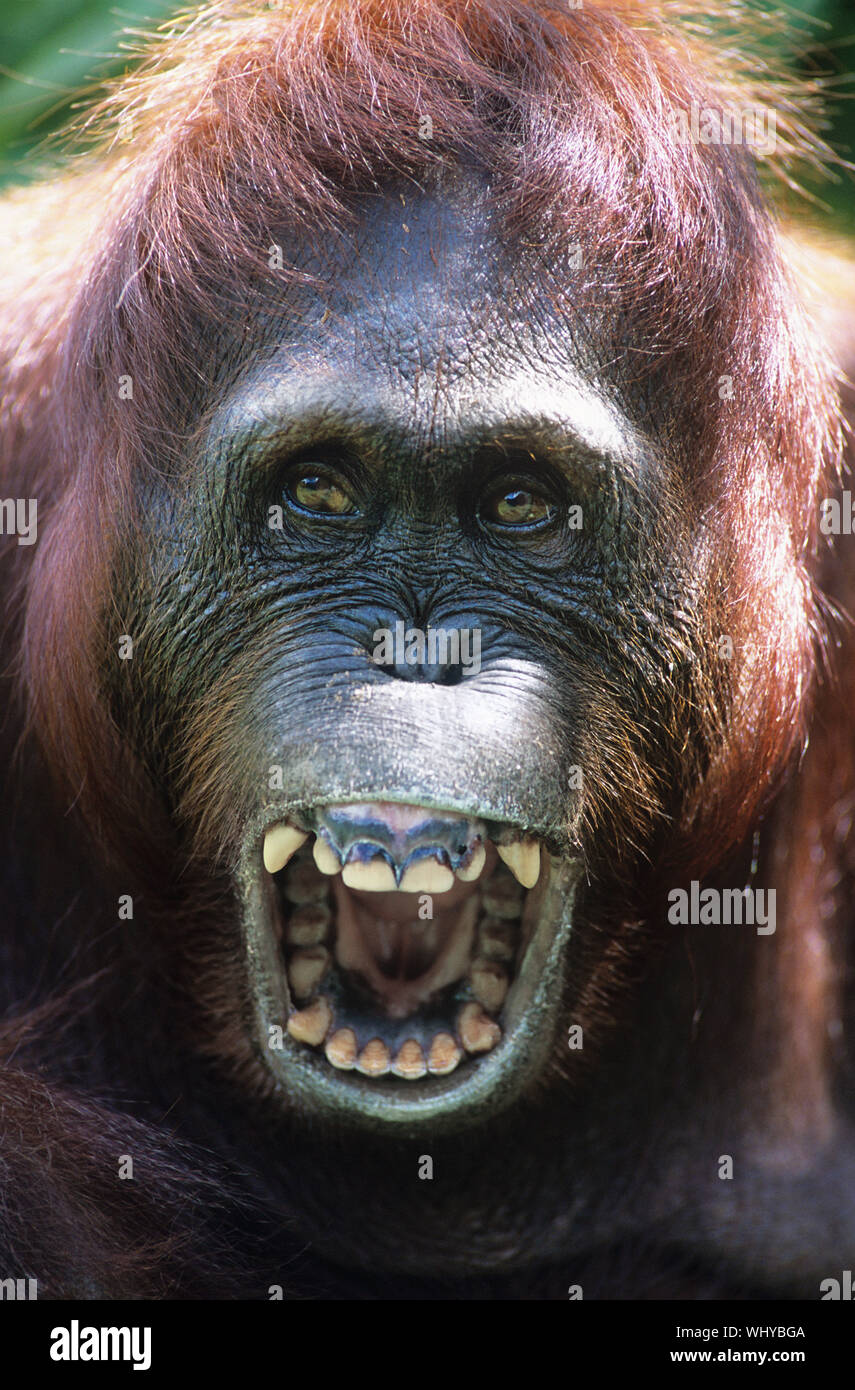 Orangutan mouth open hi-res stock photography and images - Alamy