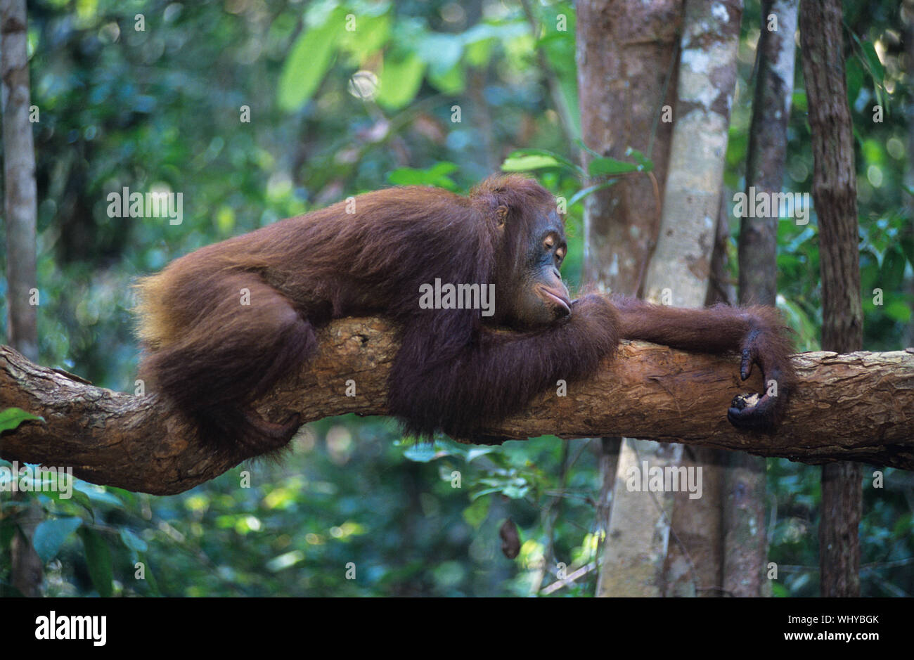 Orangutan lying down hi-res stock photography and images - Alamy