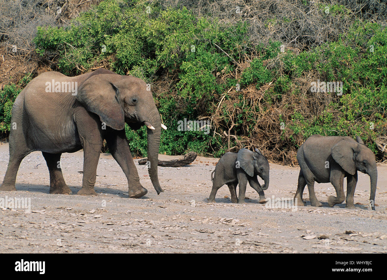 Elephants migrating hi-res stock photography and images - Alamy