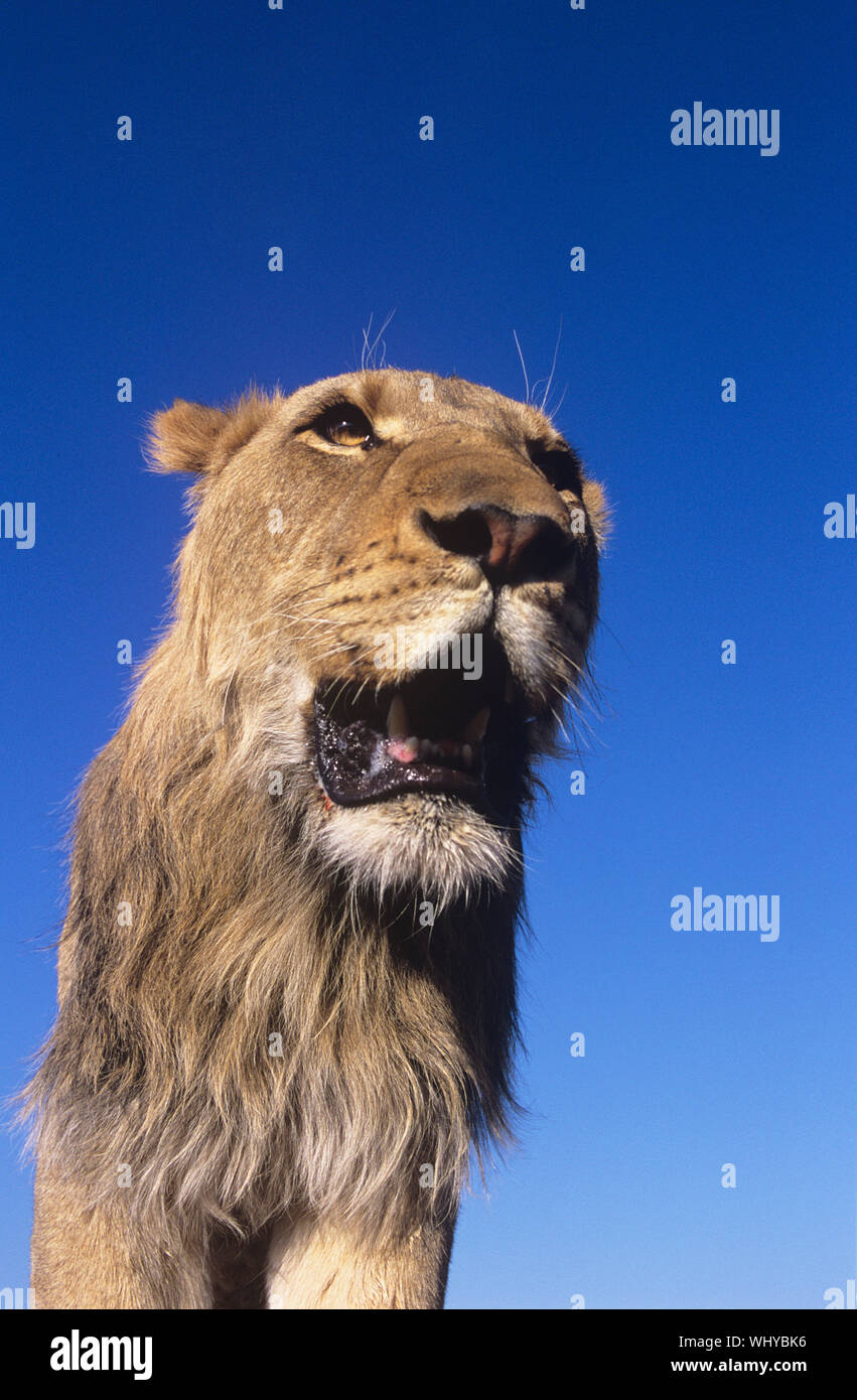 Felis leo hi-res stock photography and images - Alamy