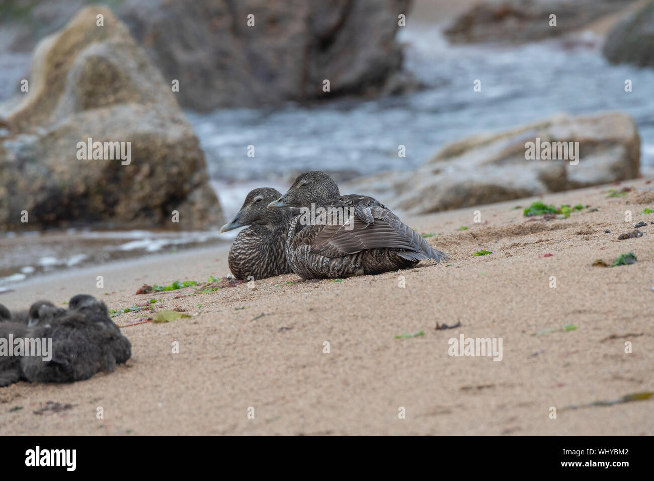 Common eider (Somateria mollissima) adults and young in family creche ...