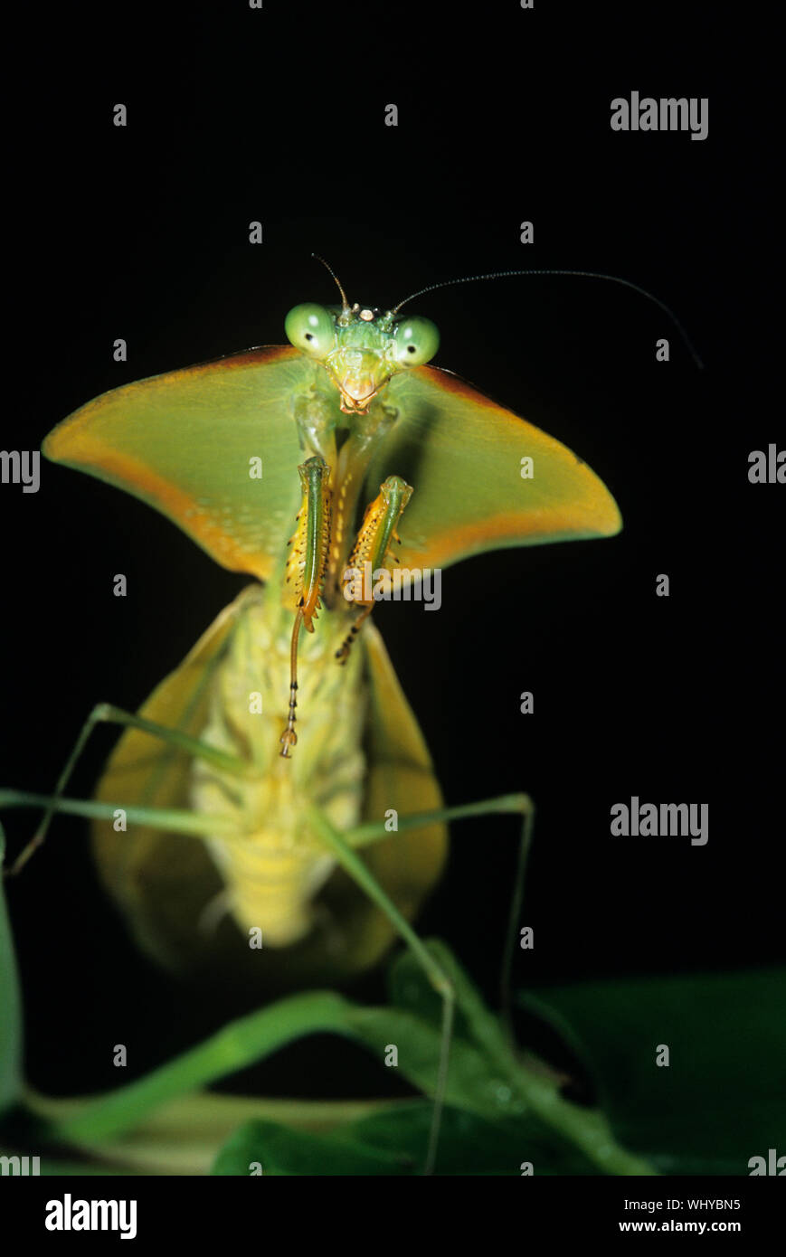 Hooded mantis hi-res stock photography and images - Alamy