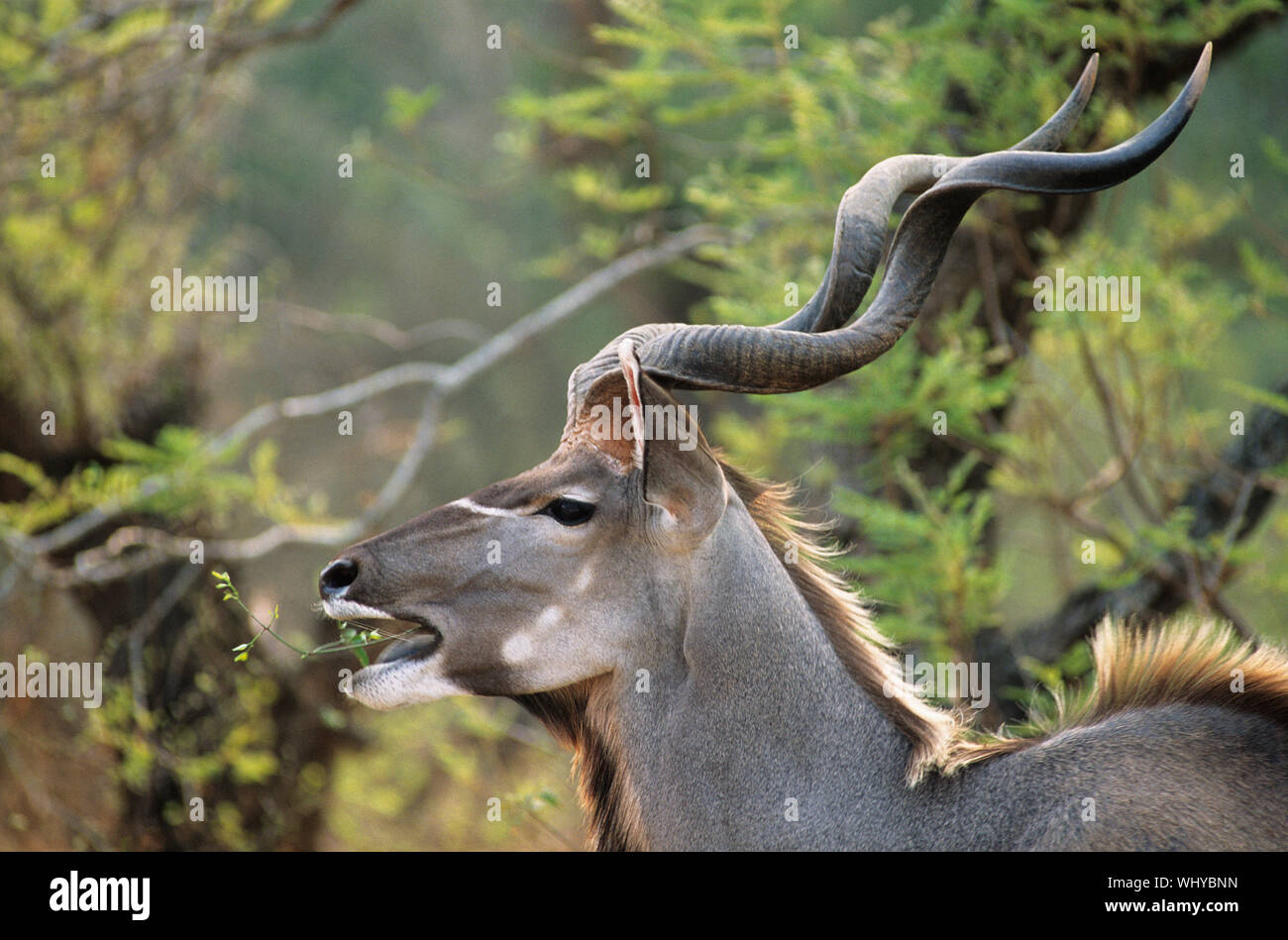 Antelope feeding from trees Stock Photo - Alamy