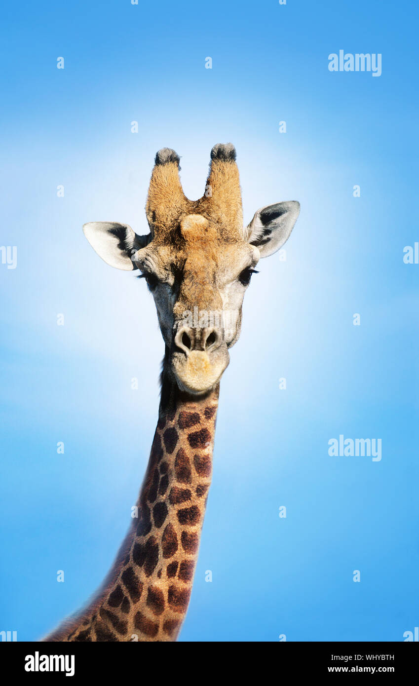 Giraffe gaze hi-res stock photography and images - Alamy