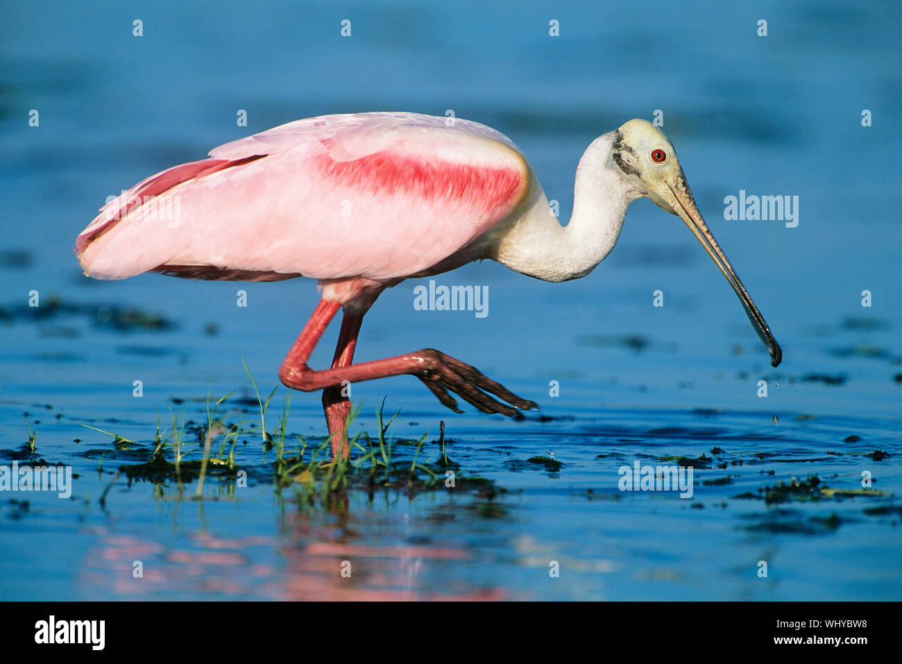 Ibis standing one leg hi-res stock photography and images - Alamy
