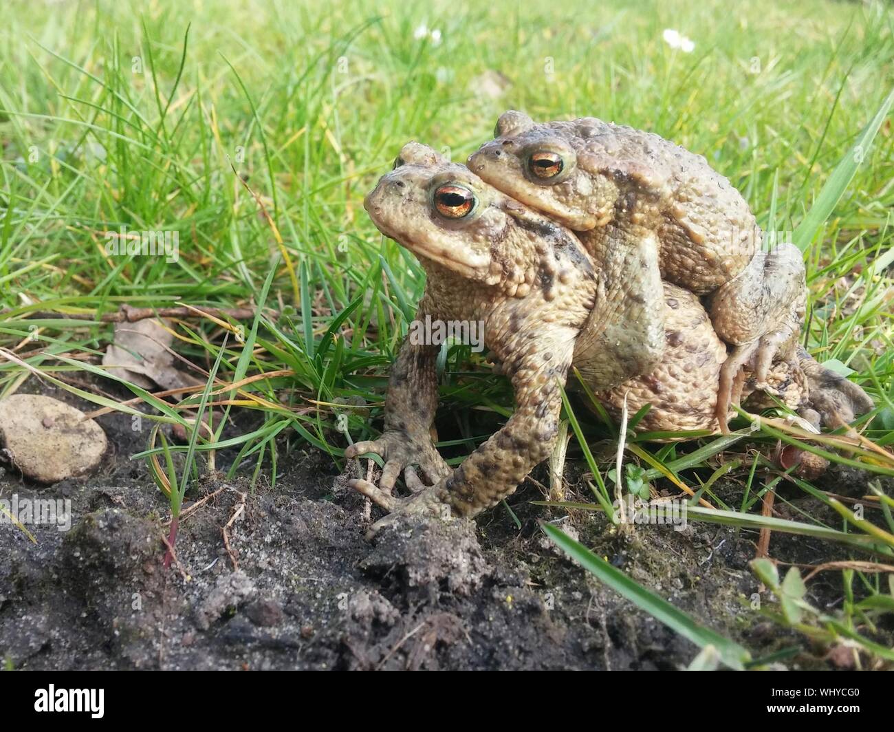Male and female frogs mating hi-res stock photography and images - Alamy