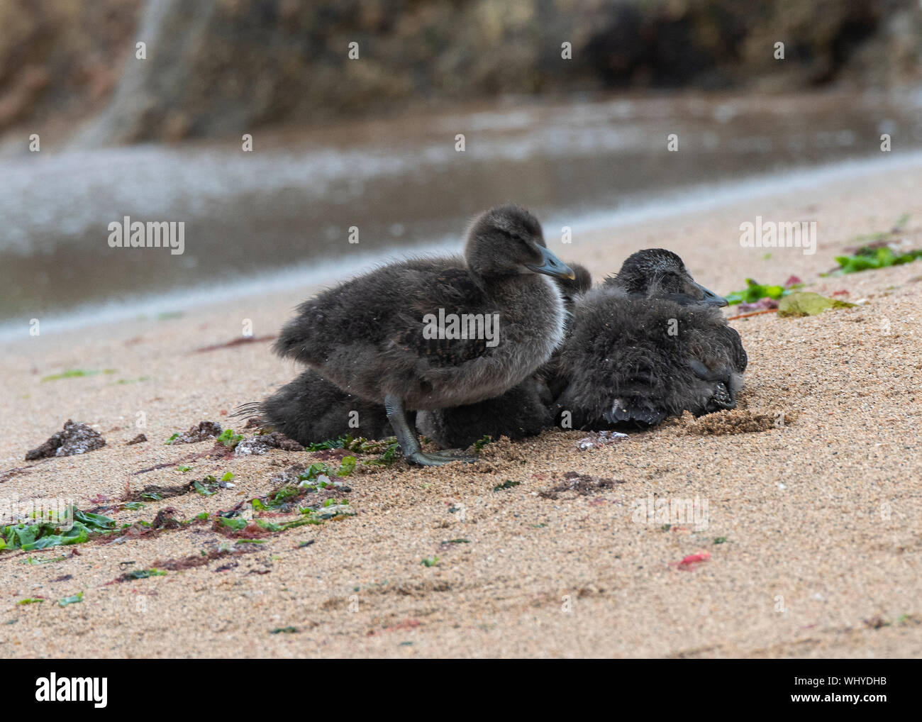 Common eider (Somateria mollissima) adults and young in family creche ...
