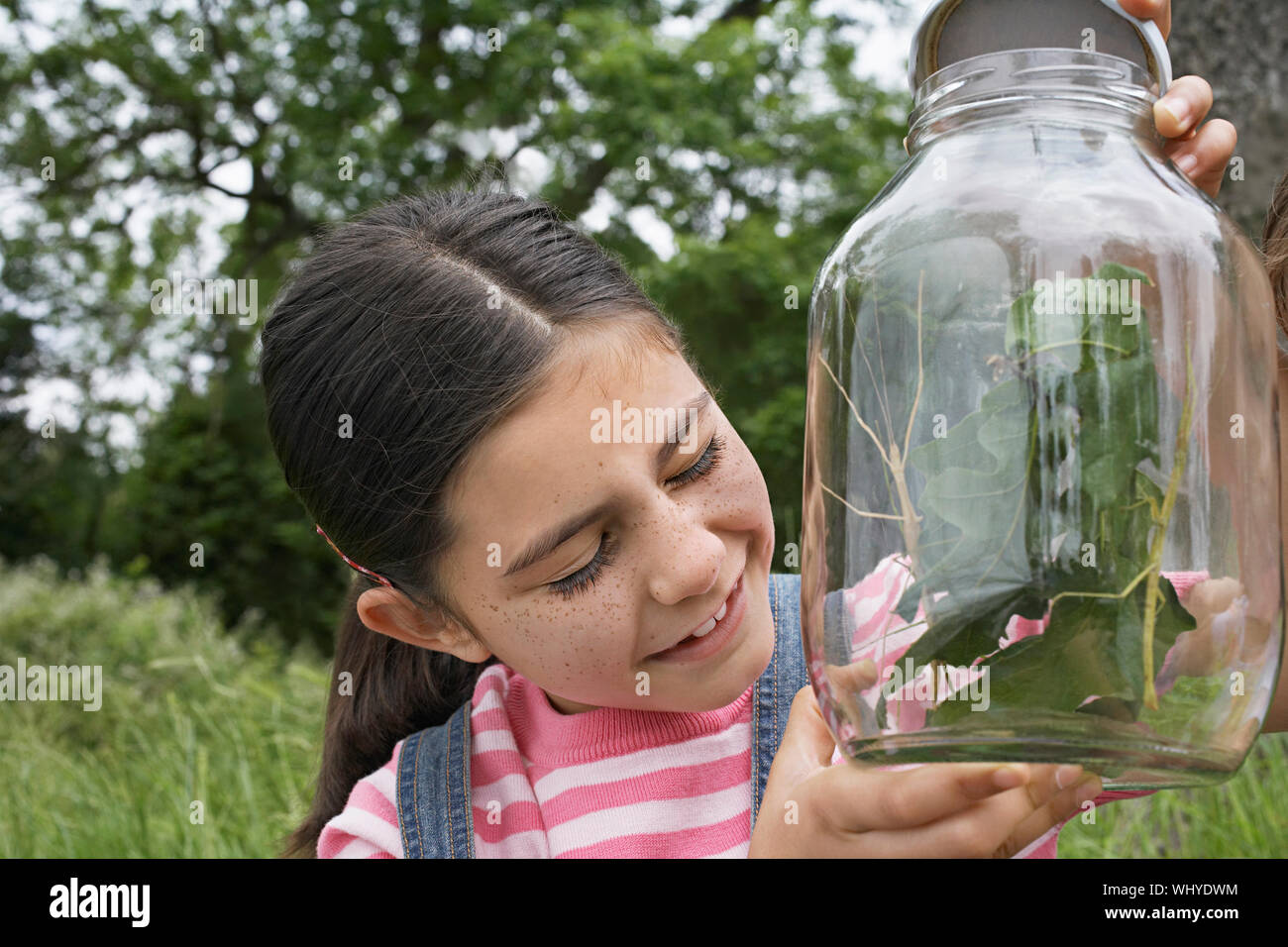 Happy little girl examining stick insects in jar outdoors Stock Photo ...