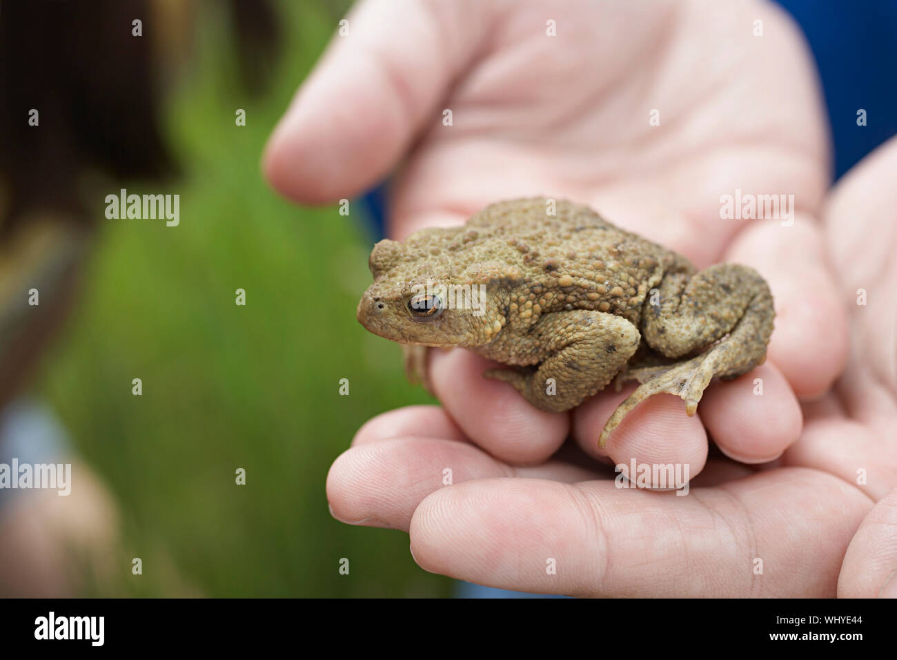 Toddler holding frog hi-res stock photography and images - Alamy