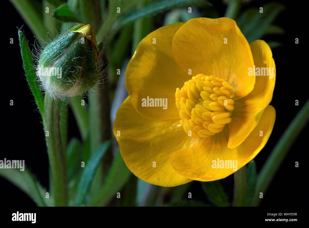 Buttercup (Ranunculus) with fresh bud in high detail.taken in garden ...