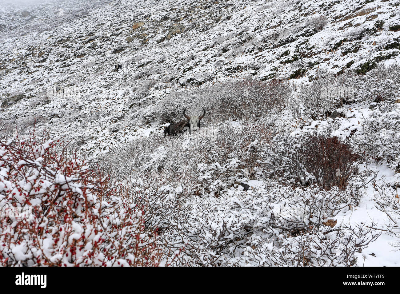 Yak snow hi-res stock photography and images - Alamy