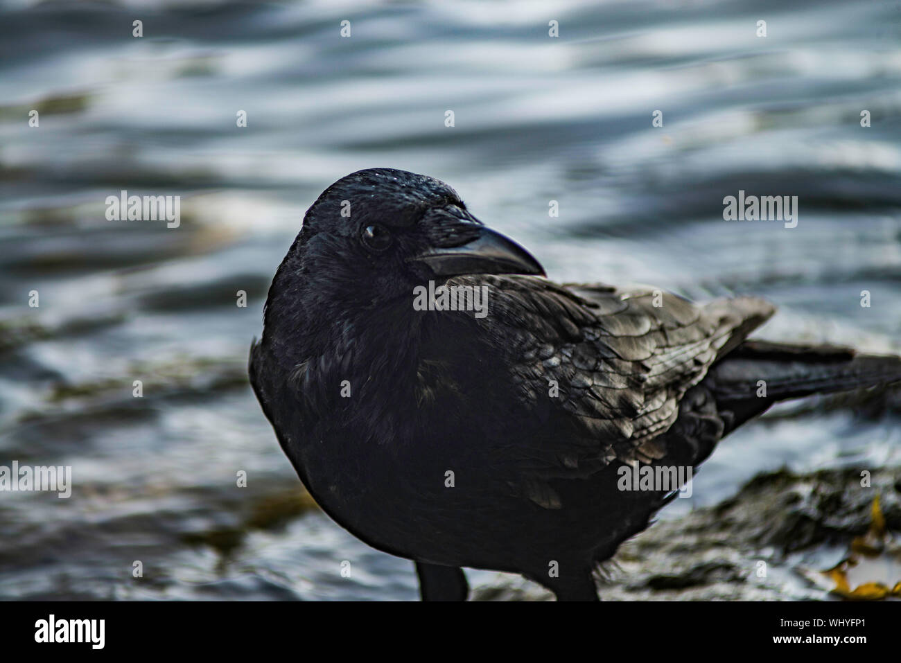 Close up crow hi-res stock photography and images - Alamy