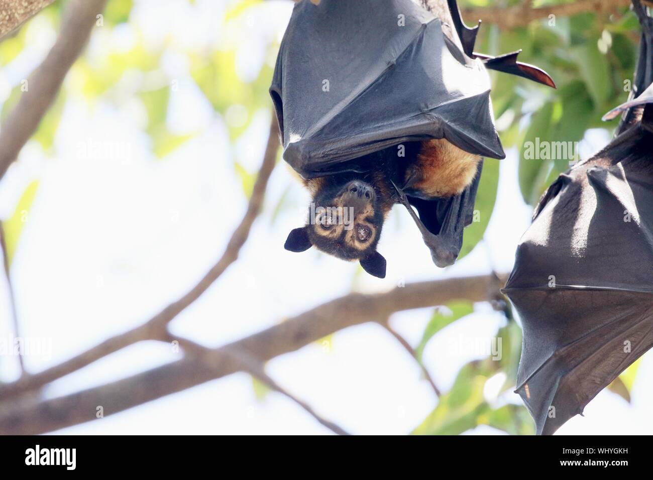 Bats hanging on tree hi-res stock photography and images - Alamy