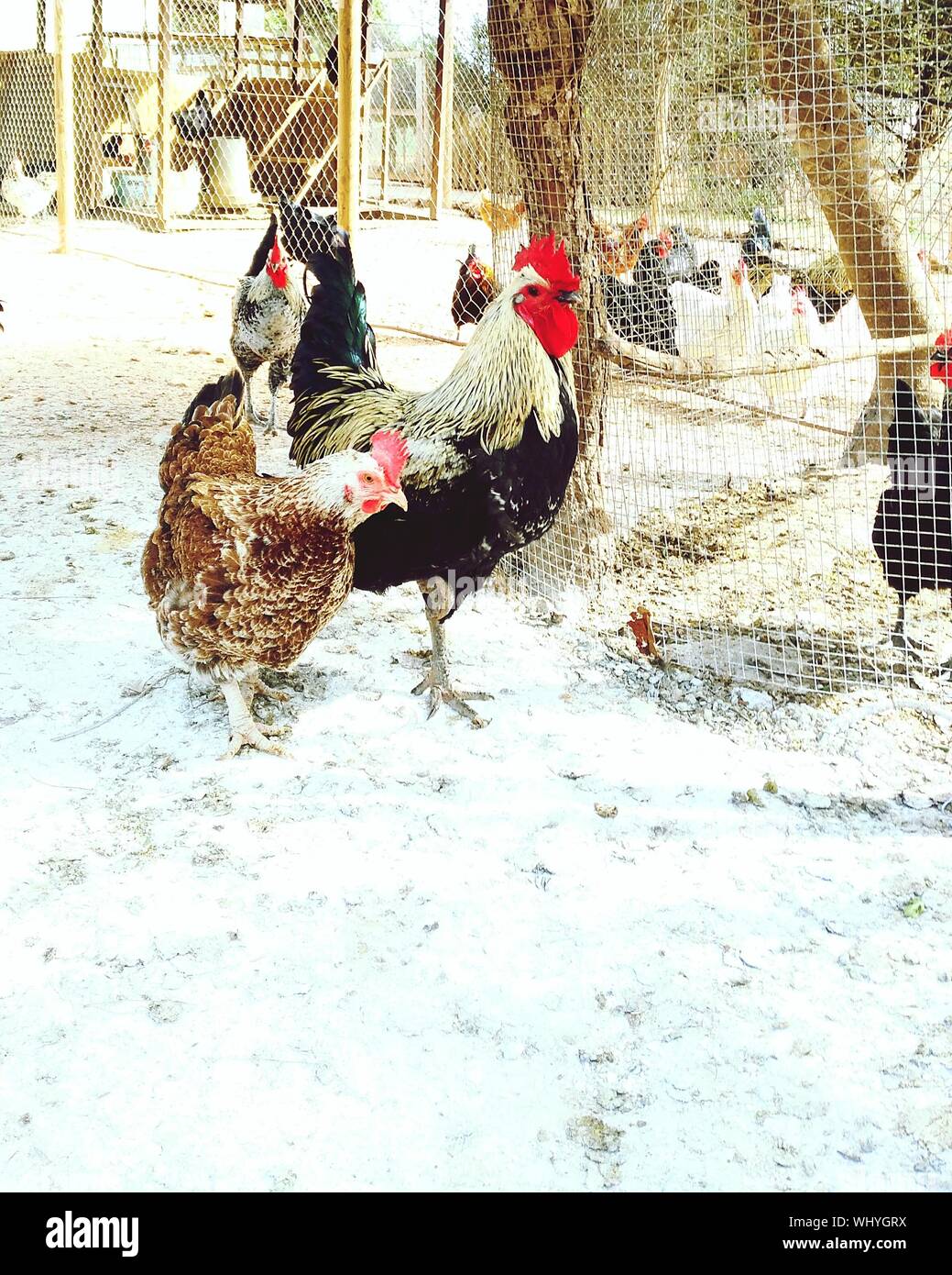 Snow chickens hi-res stock photography and images - Alamy