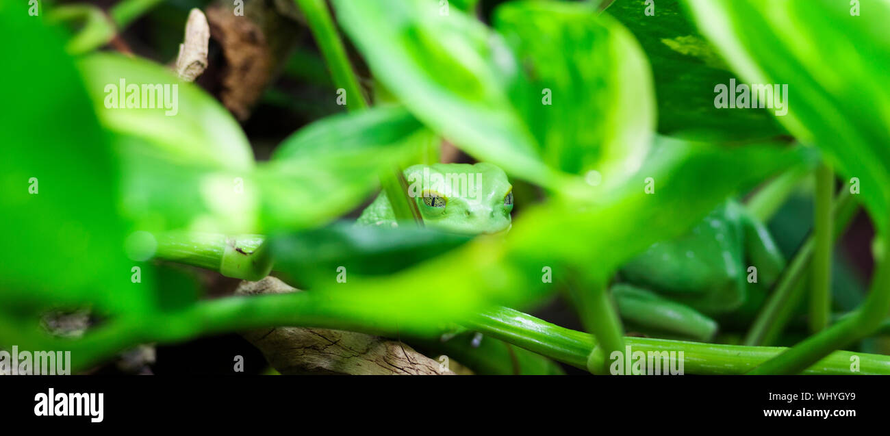 Barred monkey frog hi-res stock photography and images - Alamy
