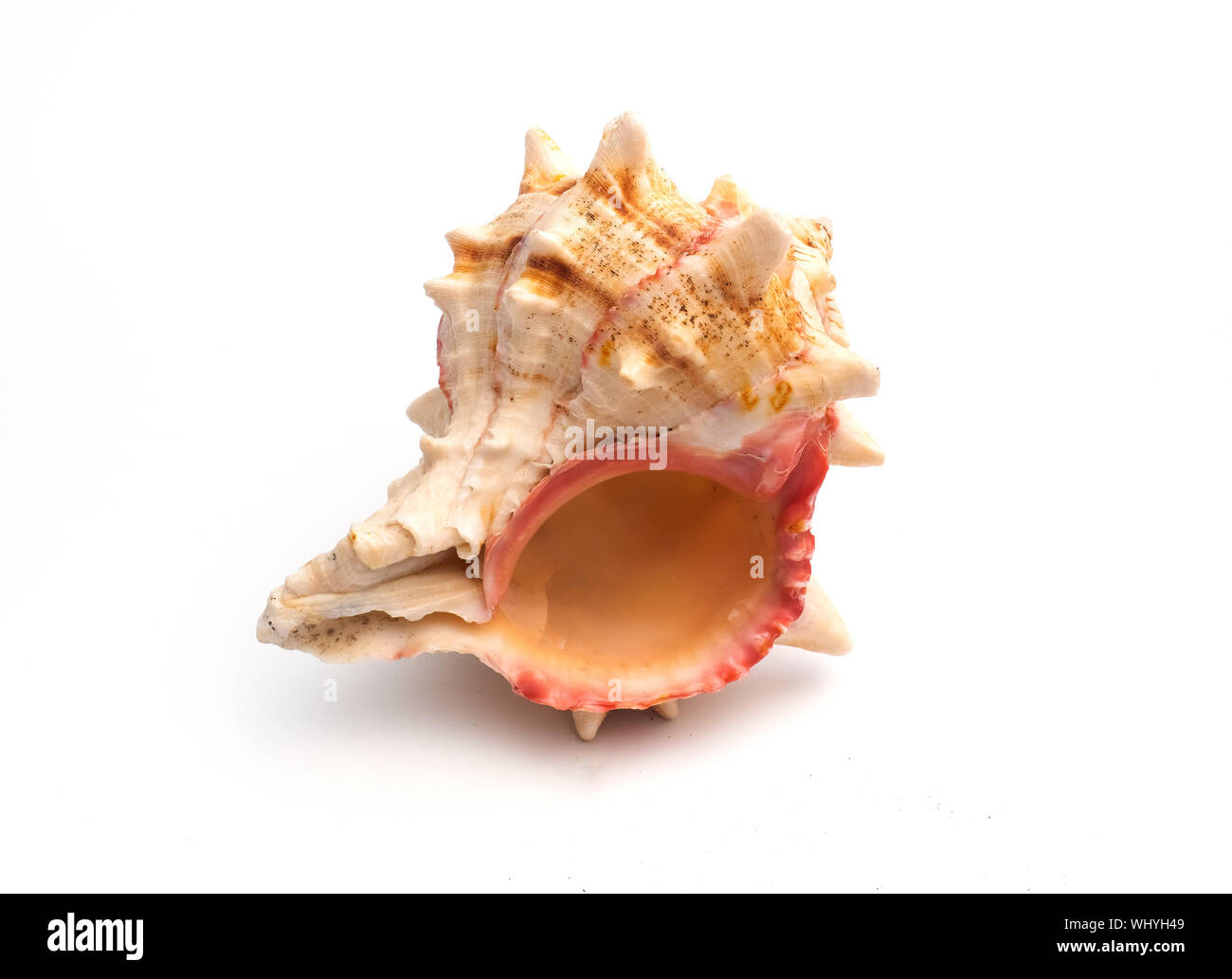 Close up single shell hi-res stock photography and images - Alamy