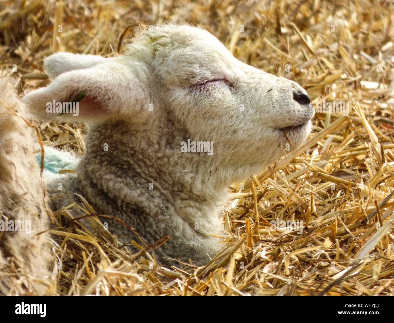 Straw eyes hi-res stock photography and images - Alamy