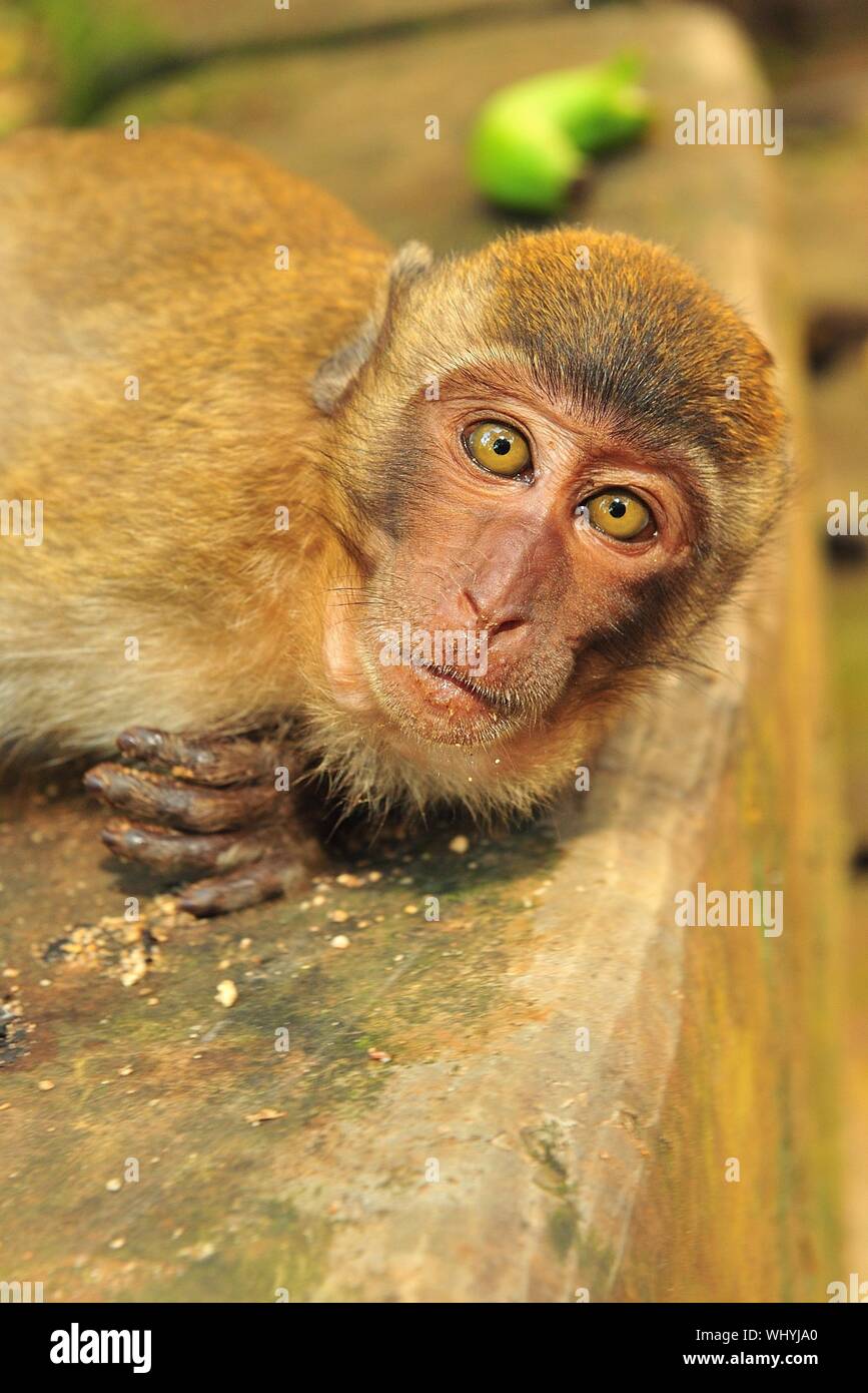 Monkey snout hi-res stock photography and images - Alamy