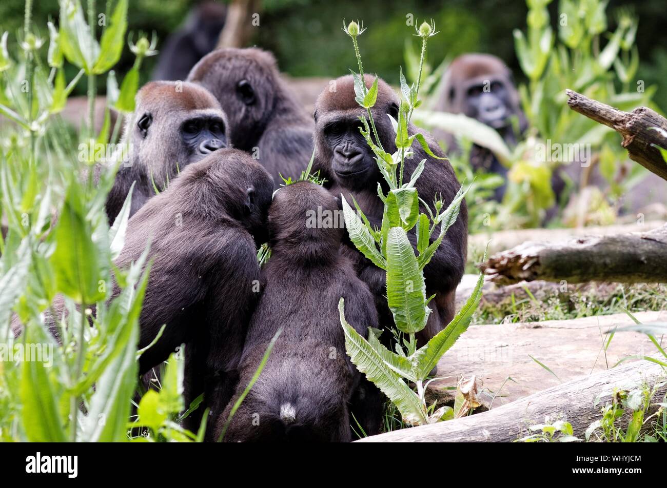 Gorilla wild family hi-res stock photography and images - Alamy