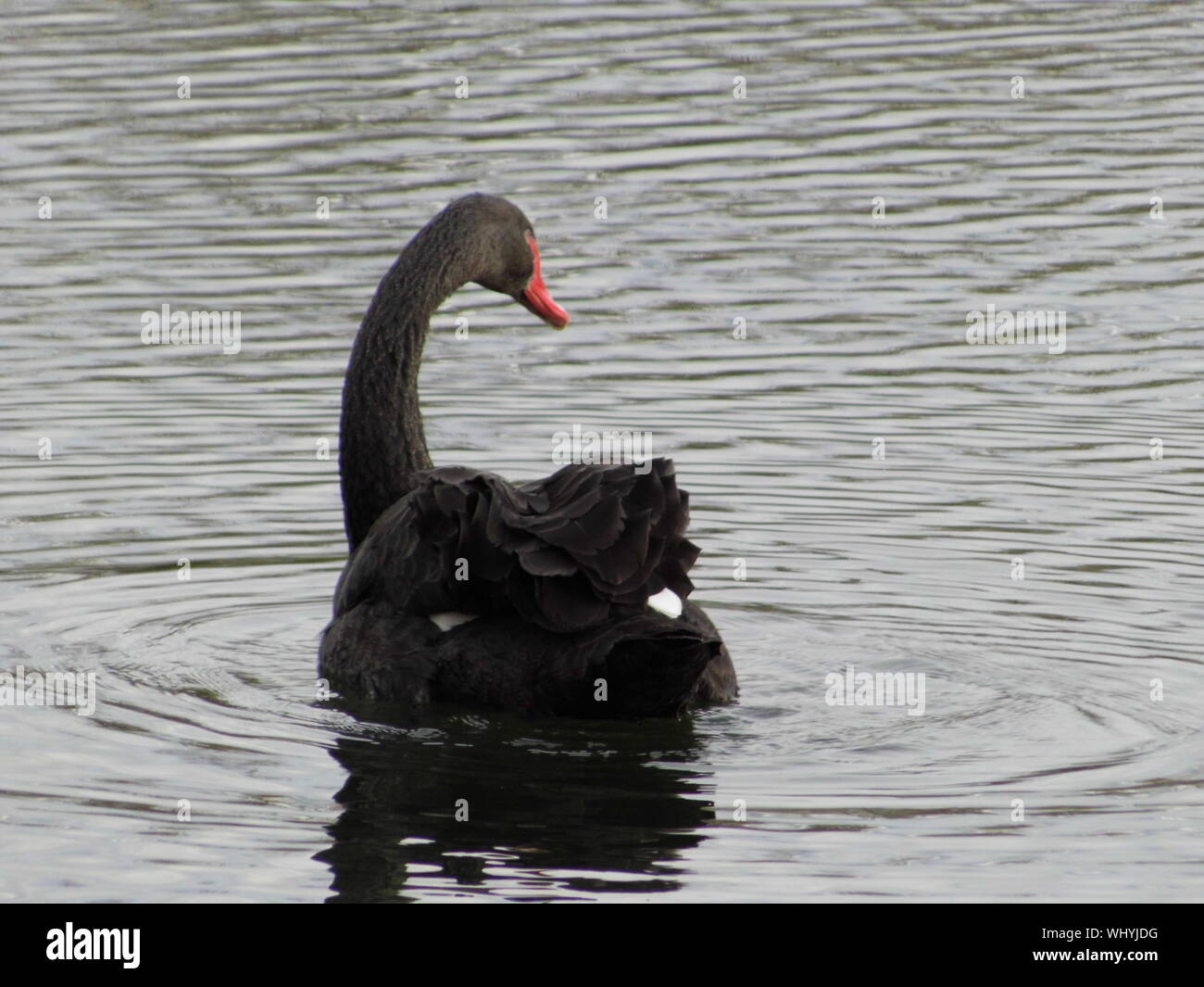 Rear view black hi-res stock photography and images - Alamy