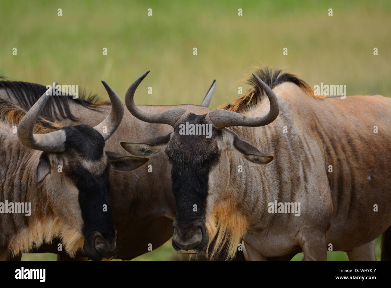 Three wild animals hi-res stock photography and images - Alamy