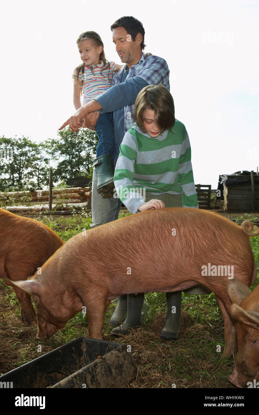 Feed trough pig hi-res stock photography and images - Alamy