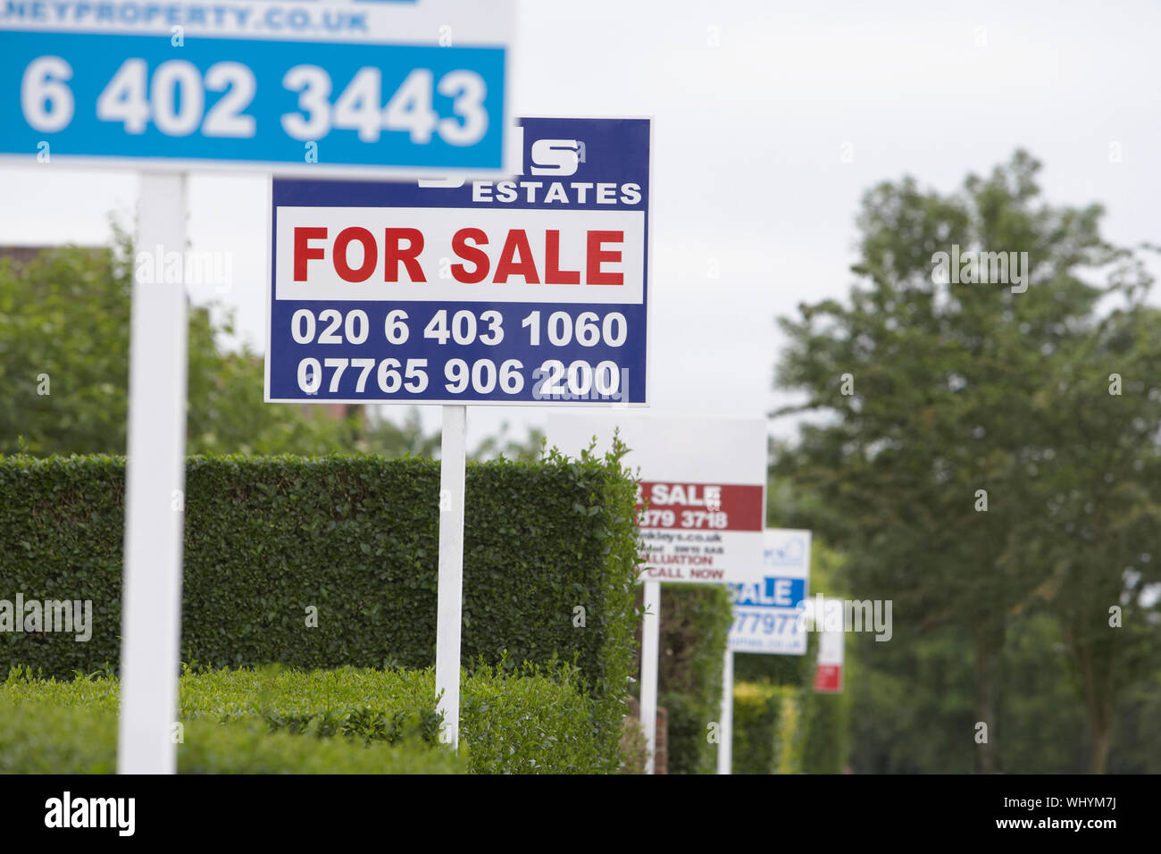 View of real estate for sale signs in a row by hedges Stock Photo - Alamy