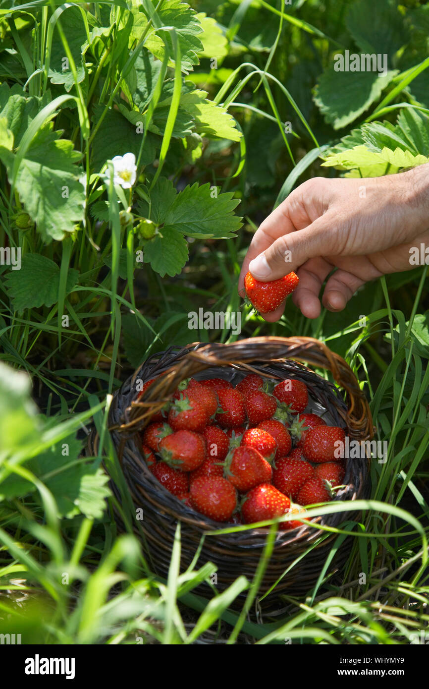 Picking strawberries scotland hi-res stock photography and images - Alamy